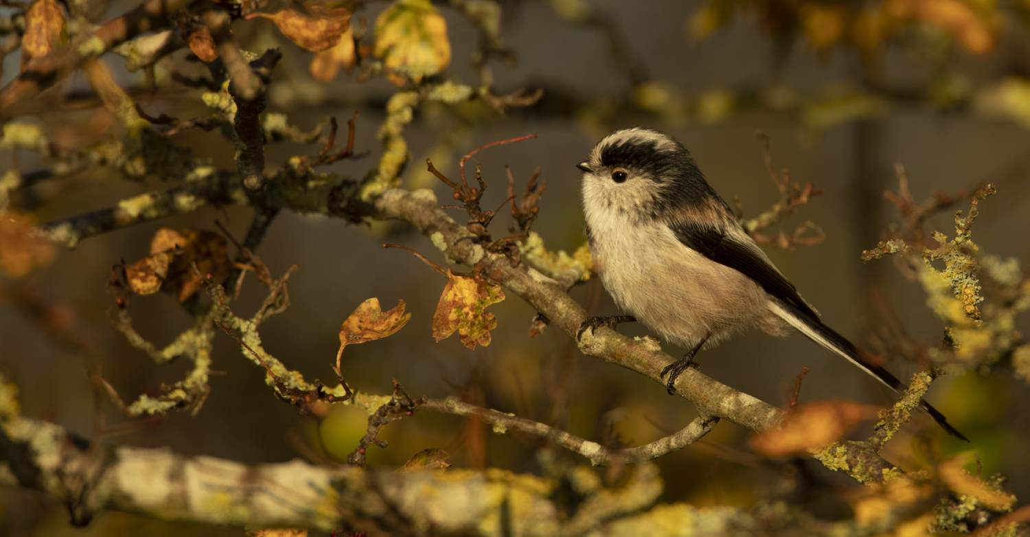 mhance Partners with RSPB to Deliver an Integrated CRM Solution to ...